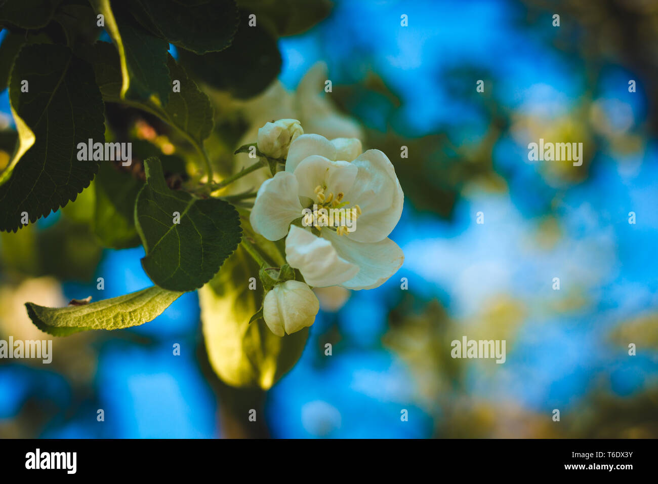 A branch of a blossoming apple tree. Fruit tree in bloom. White flowers ...