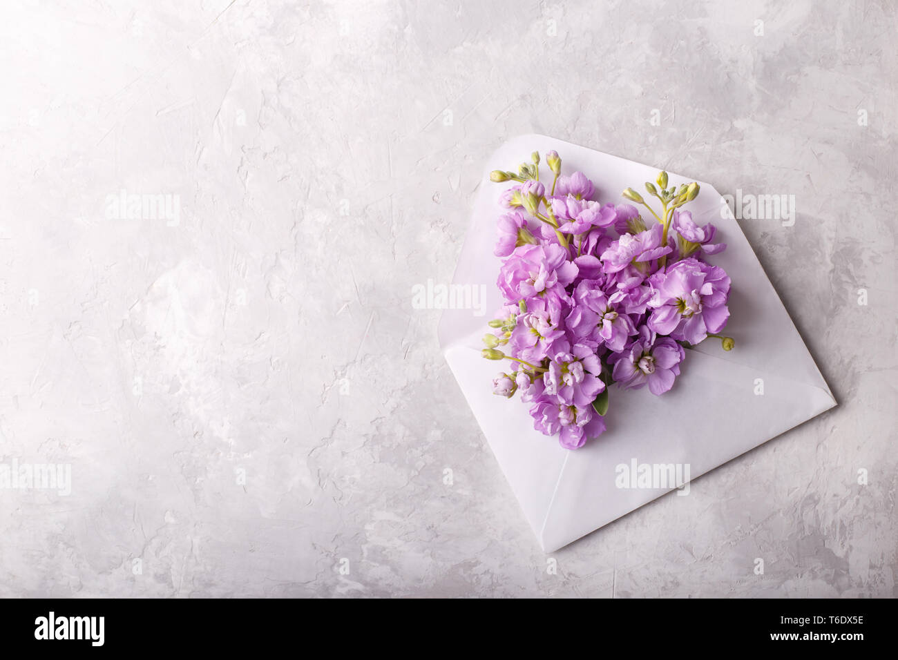 Lilac matthiola flowers Stock Photo - Alamy