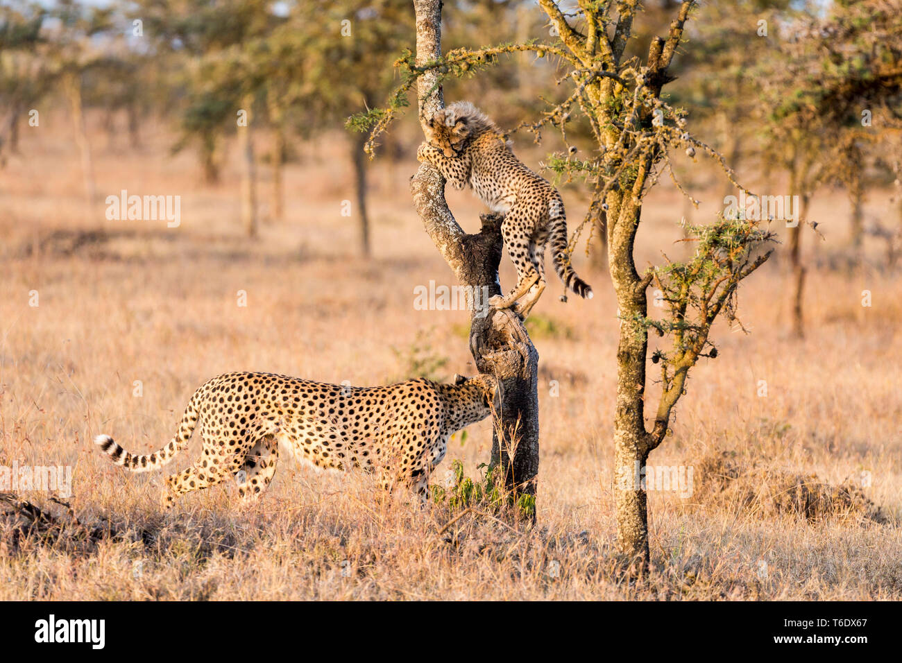 A cheetah cub playing and climbing a small Acacia tree in open scrub ...