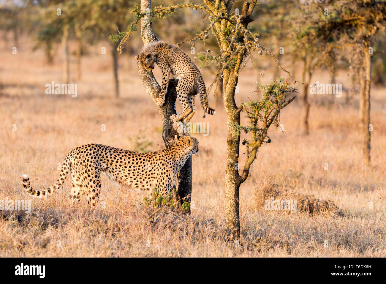 A cheetah cub playing and climbing a small Acacia tree in open scrub ...