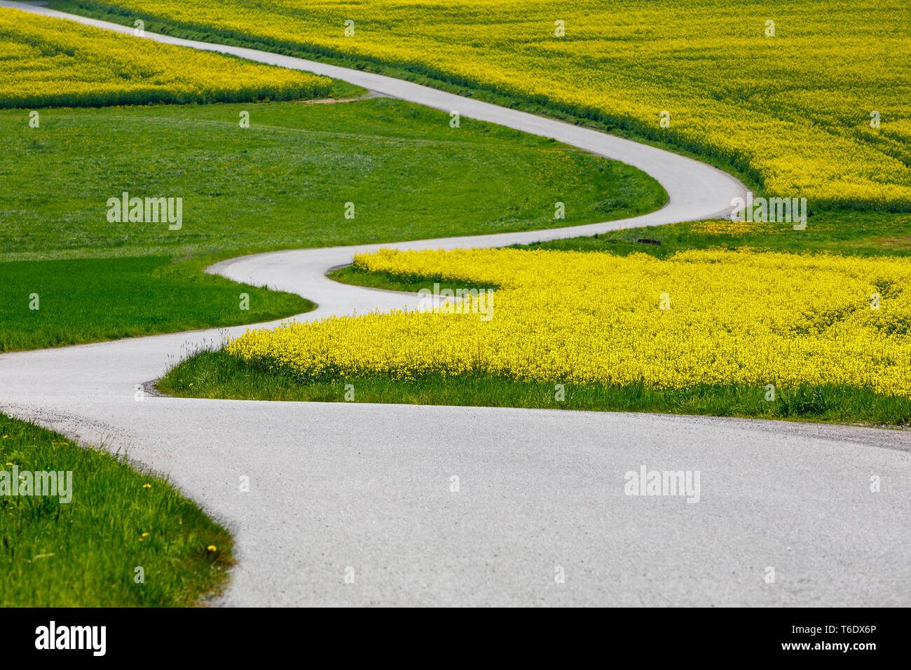 Beautiful rape field spring rural landscape Stock Photo - Alamy