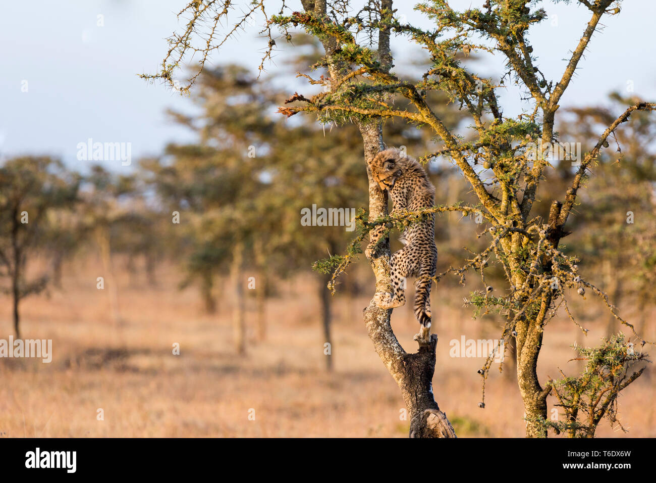 A cheetah cub playing and climbing a small Acacia tree in open scrub ...