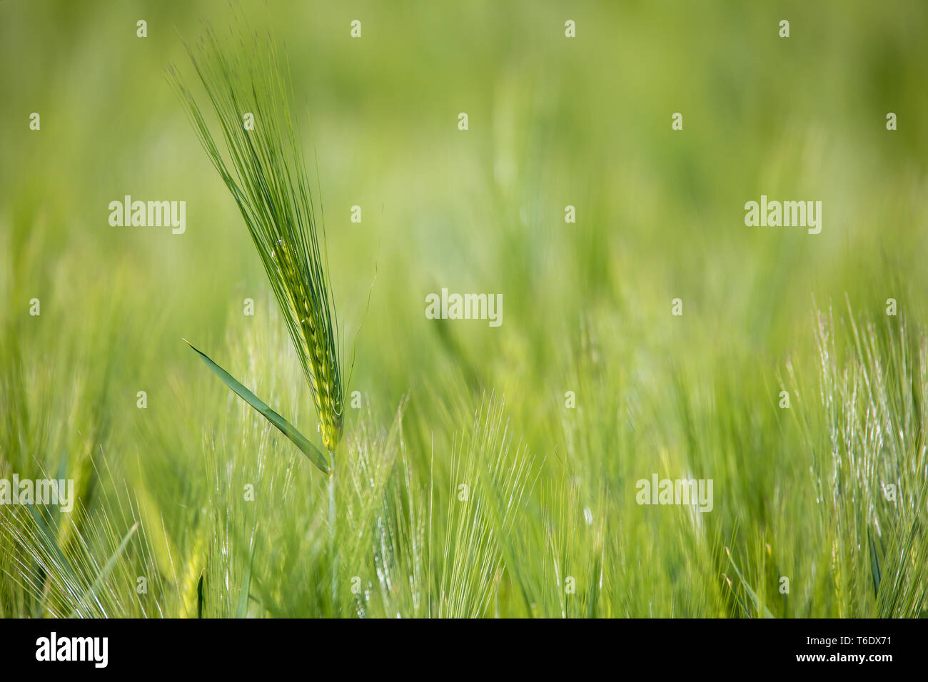 spring field with Organic grains Stock Photo - Alamy