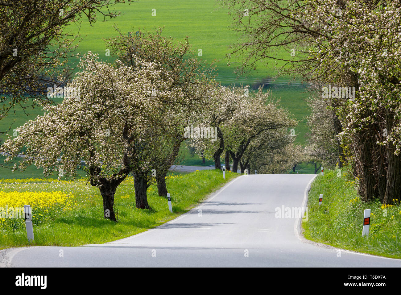 spring road with alley of cherry in bloom Stock Photo - Alamy