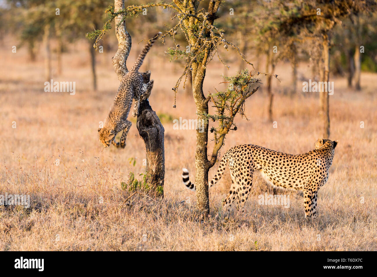 A cheetah cub playing and climbing a small Acacia tree in open scrub ...