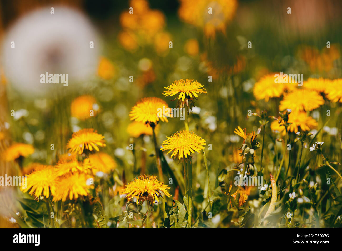 Dandelion flower in spring Stock Photo - Alamy