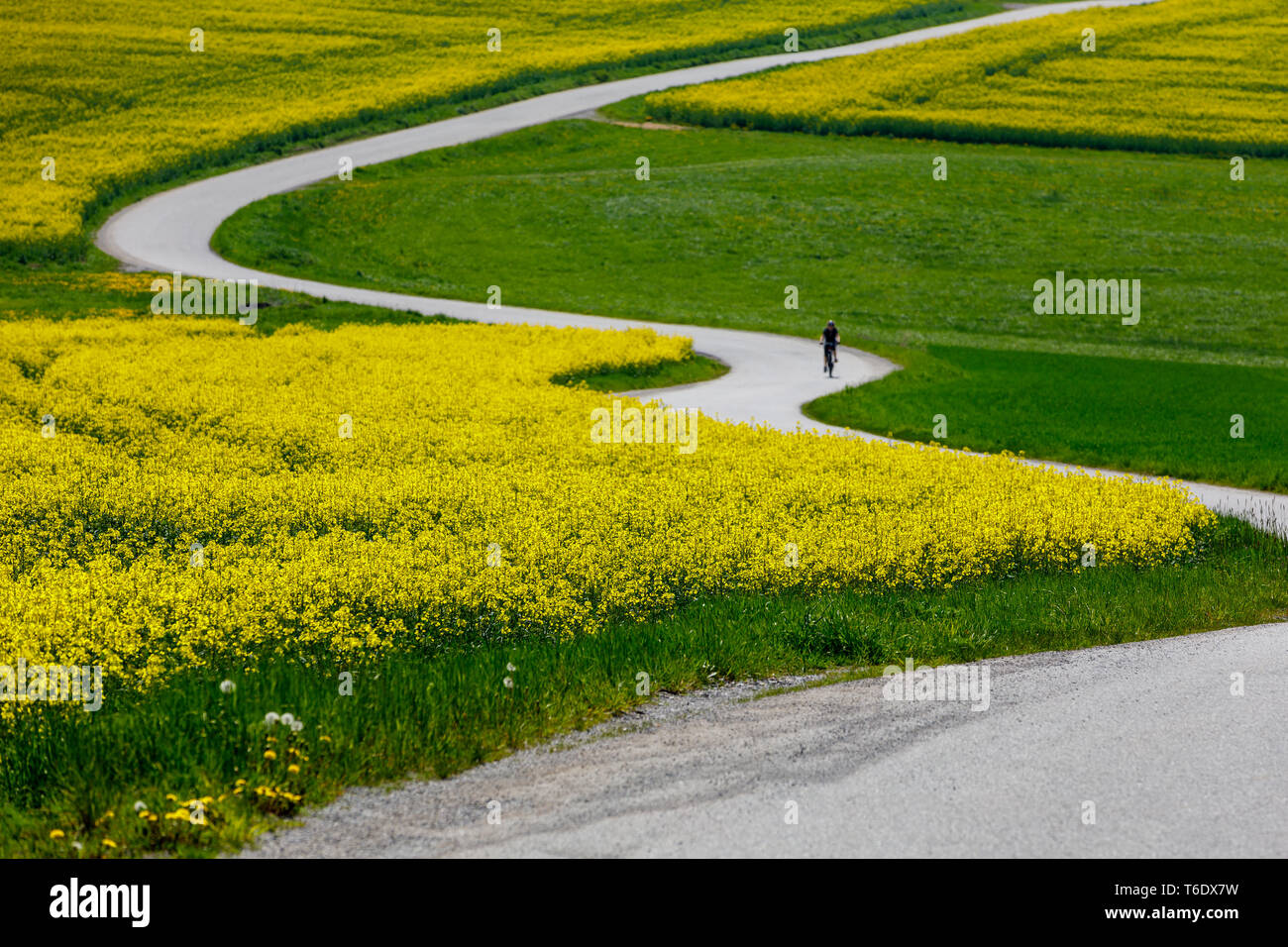 Beautiful rape field spring rural landscape Stock Photo - Alamy