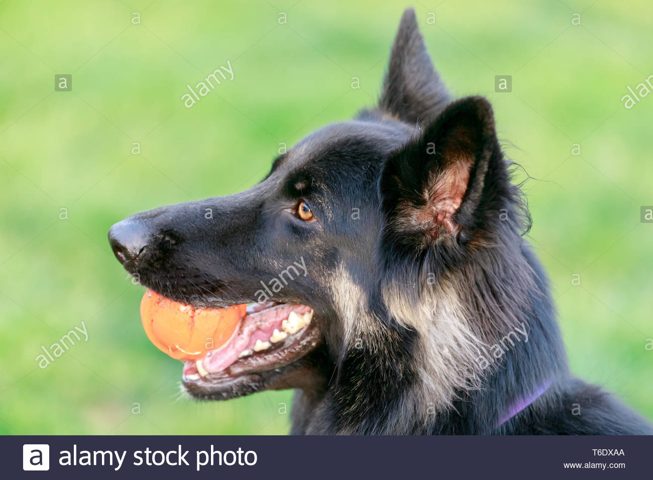 Side Profile German Shepherd Dog High Resolution Stock Photography and ...