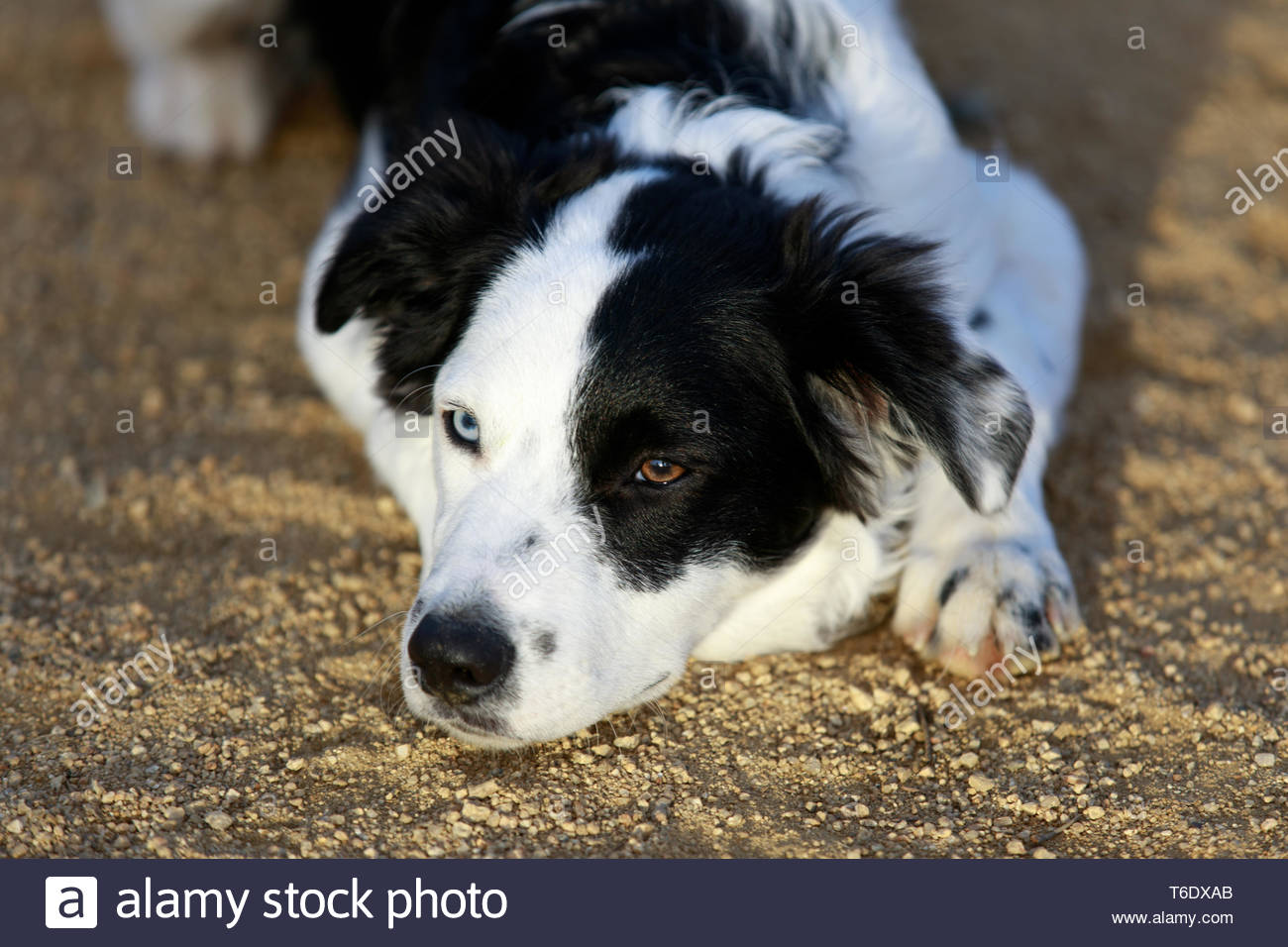 Black And White Border Collie High Resolution Stock Photography and ...