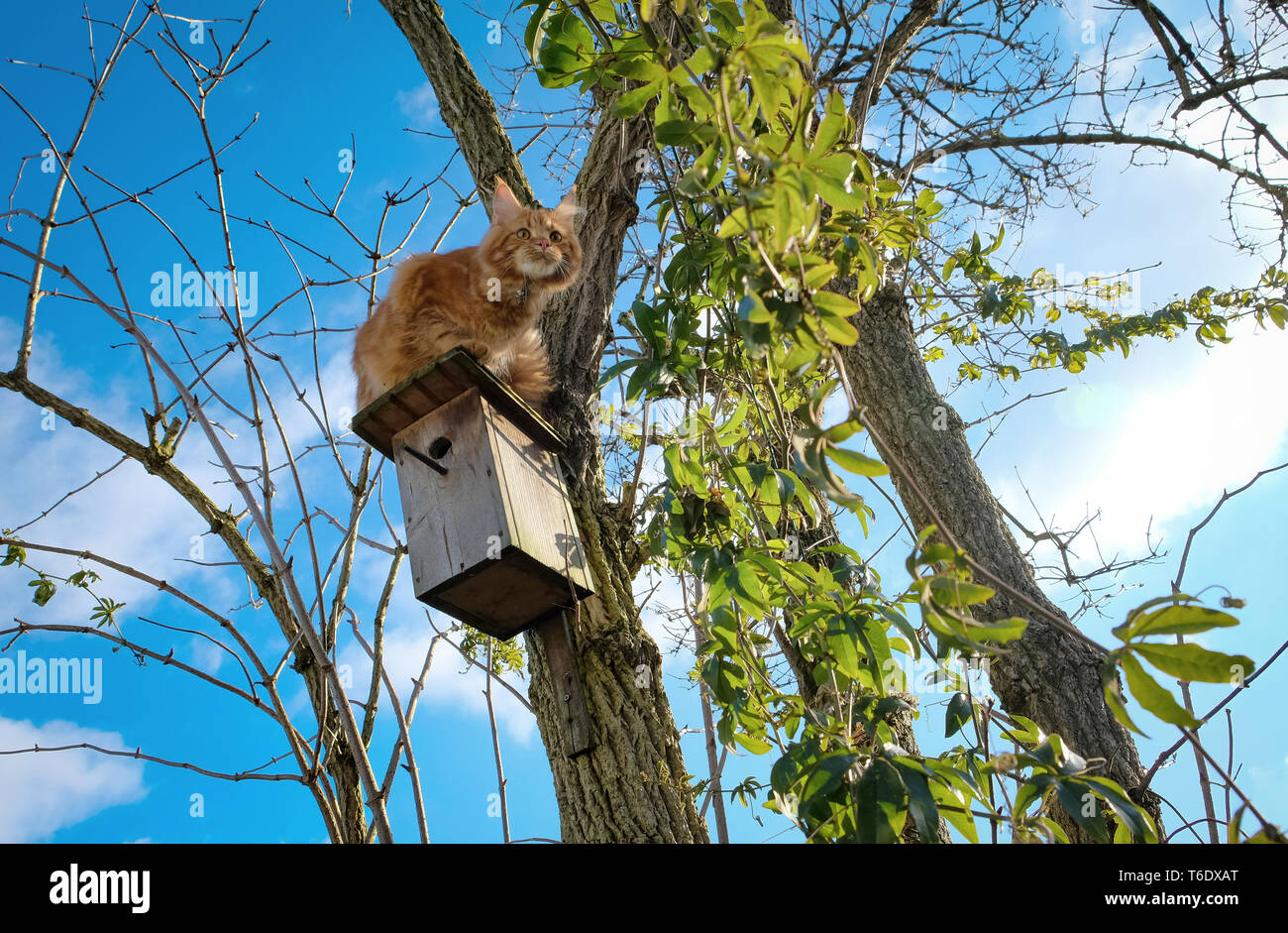 Red Maine Coon kitten in a tree Stock Photo - Alamy