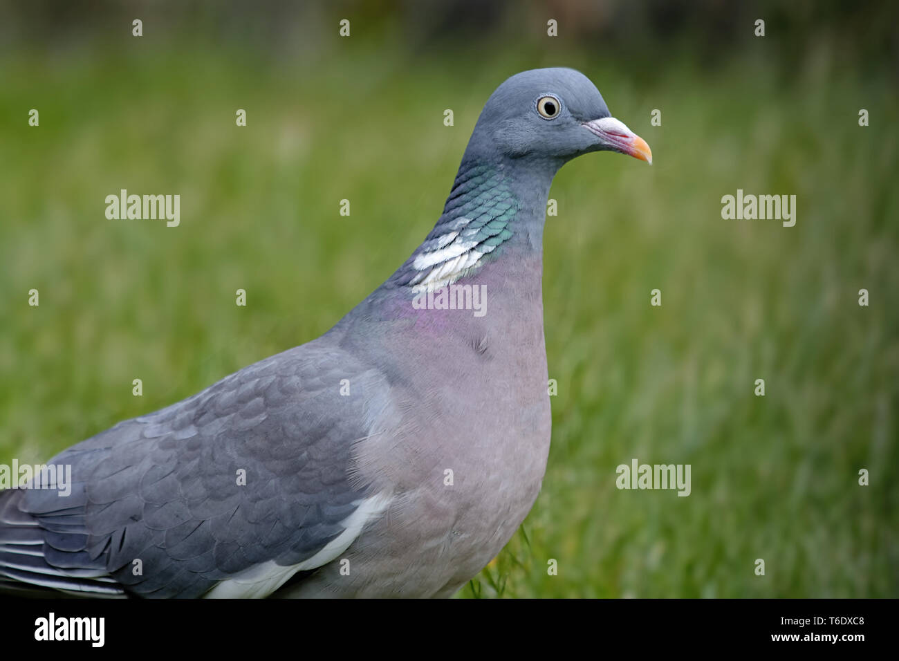 Common wood pigeon hi-res stock photography and images - Alamy