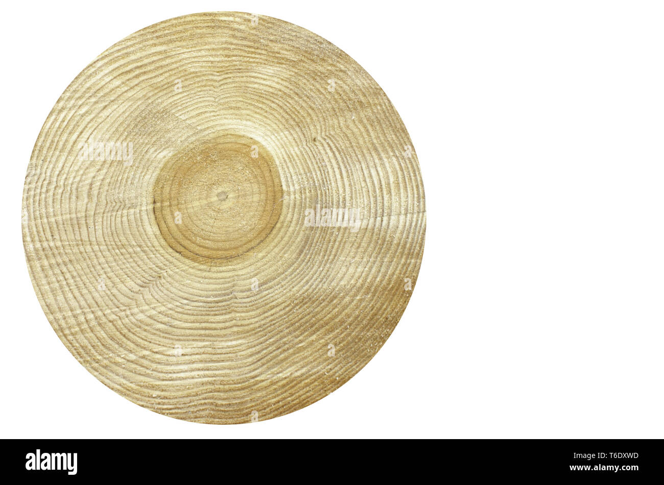 Tree trunk cross section hi-res stock photography and images - Alamy