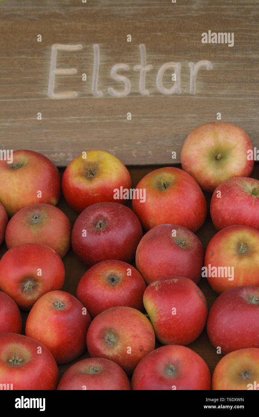 Variety elstar hi-res stock photography and images - Alamy