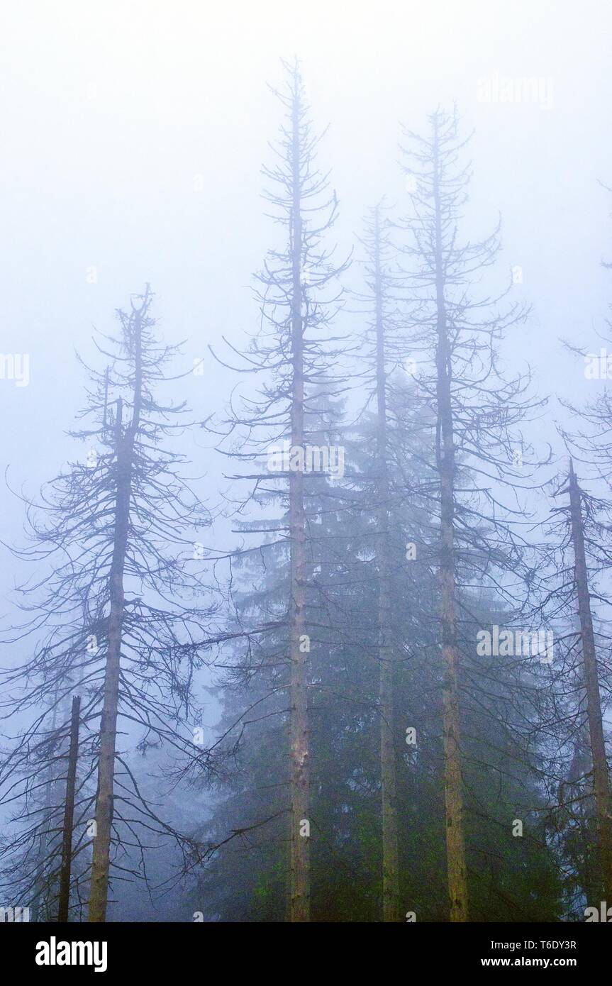 The high forest hi-res stock photography and images - Alamy