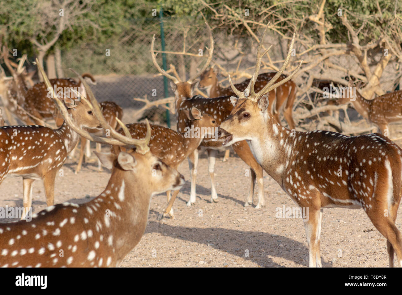 Axis Deer at Sir Bani Yas Island, the Arabian Wildlife Park, Abu Dhabi ...