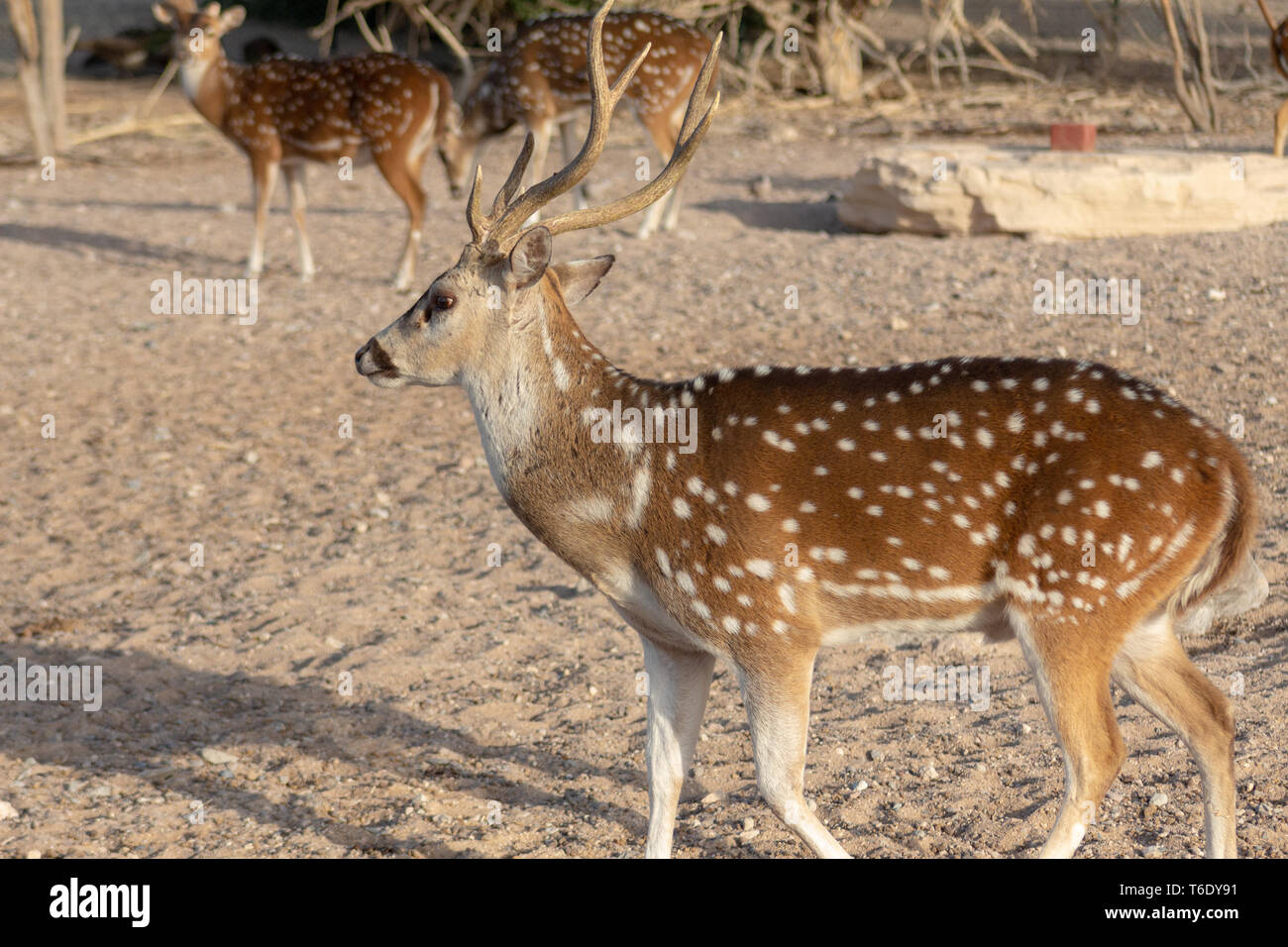 Axis Deer at Sir Bani Yas Island, the Arabian Wildlife Park, Abu Dhabi ...