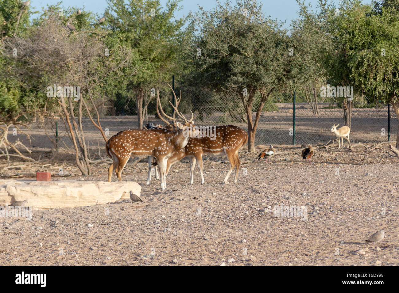 Axis Deer at Sir Bani Yas Island, the Arabian Wildlife Park, Abu Dhabi ...