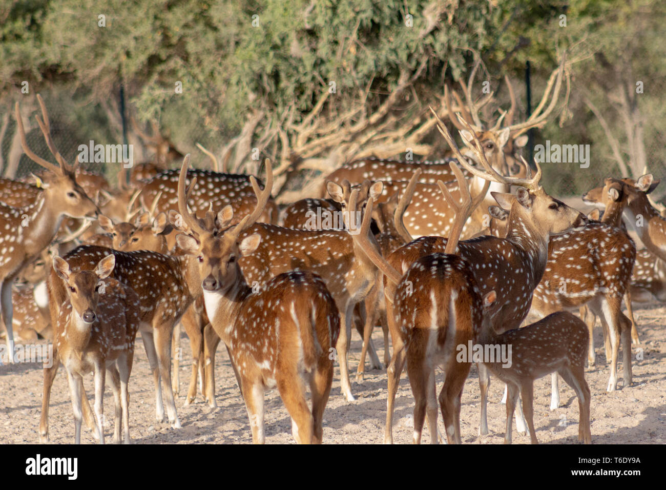 Axis Deer at Sir Bani Yas Island, the Arabian Wildlife Park, Abu Dhabi ...