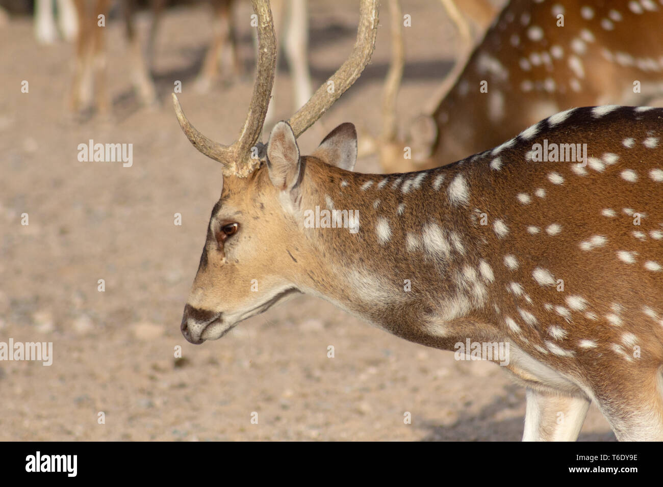 Axis Deer at Sir Bani Yas Island, the Arabian Wildlife Park, Abu Dhabi ...