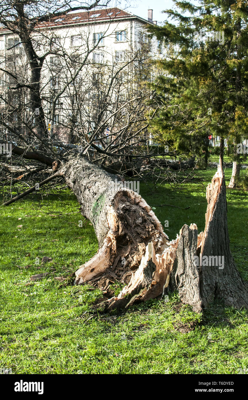 Fallen large tree in city park due to strong storm Stock Photo - Alamy