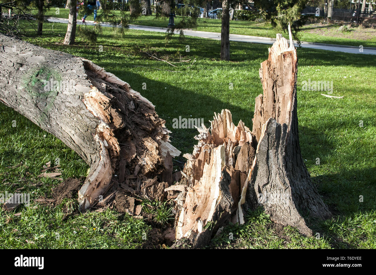 Storm large tree hi-res stock photography and images - Alamy
