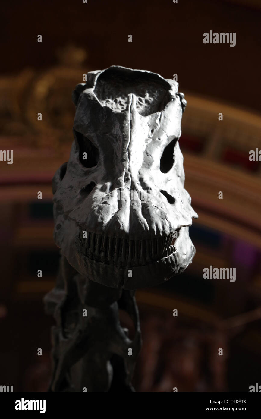 Diplodocus head hi-res stock photography and images - Alamy