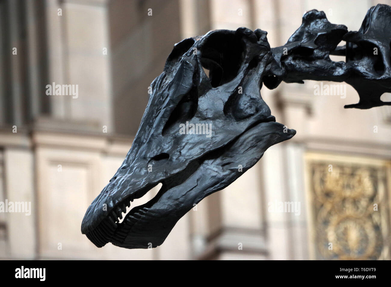 Dippy, the Natural History Museum’s iconic Diplodocus dinosaur skeleton ...