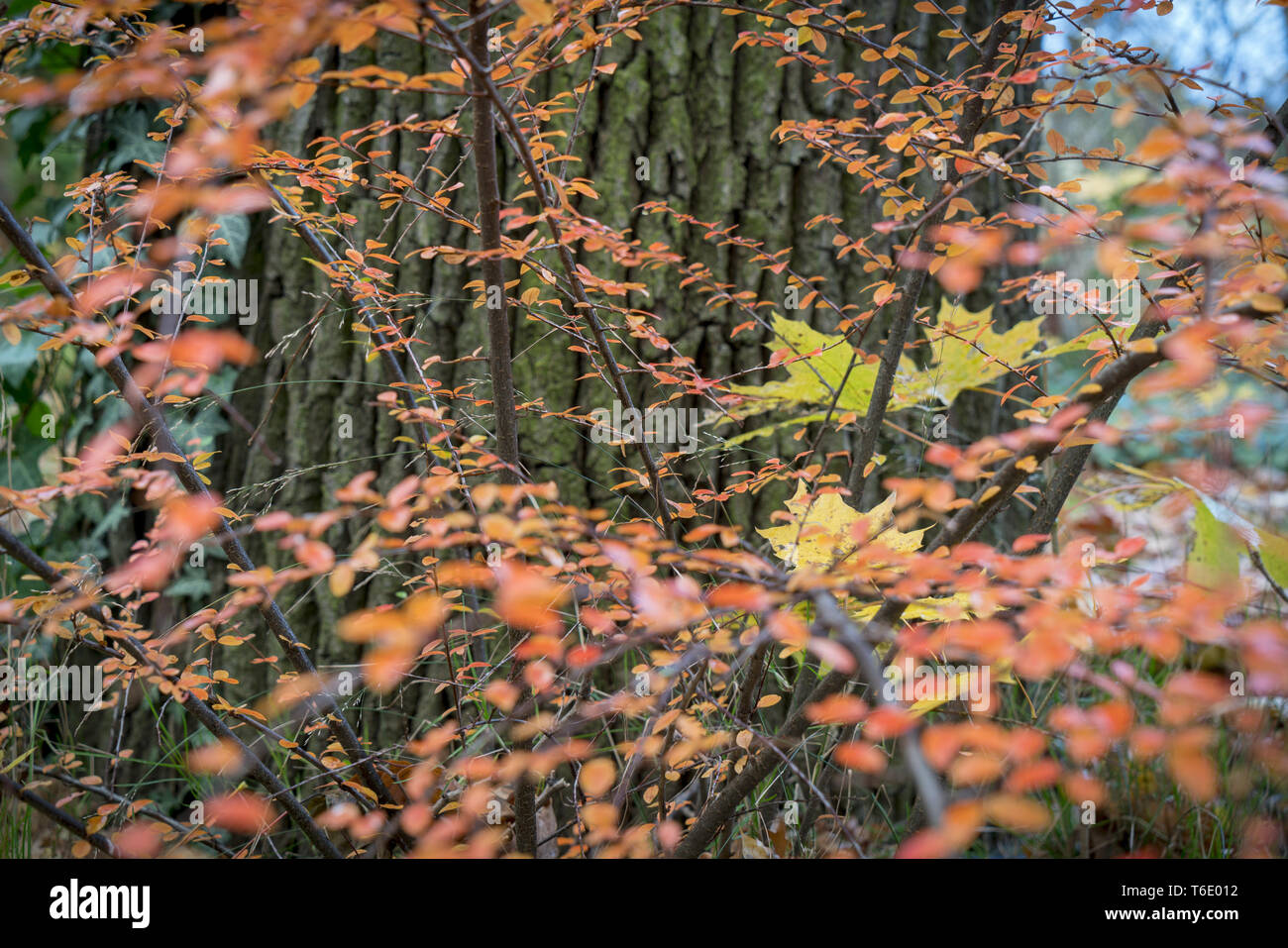 autumn leaves in front of a tree trunk Stock Photo - Alamy