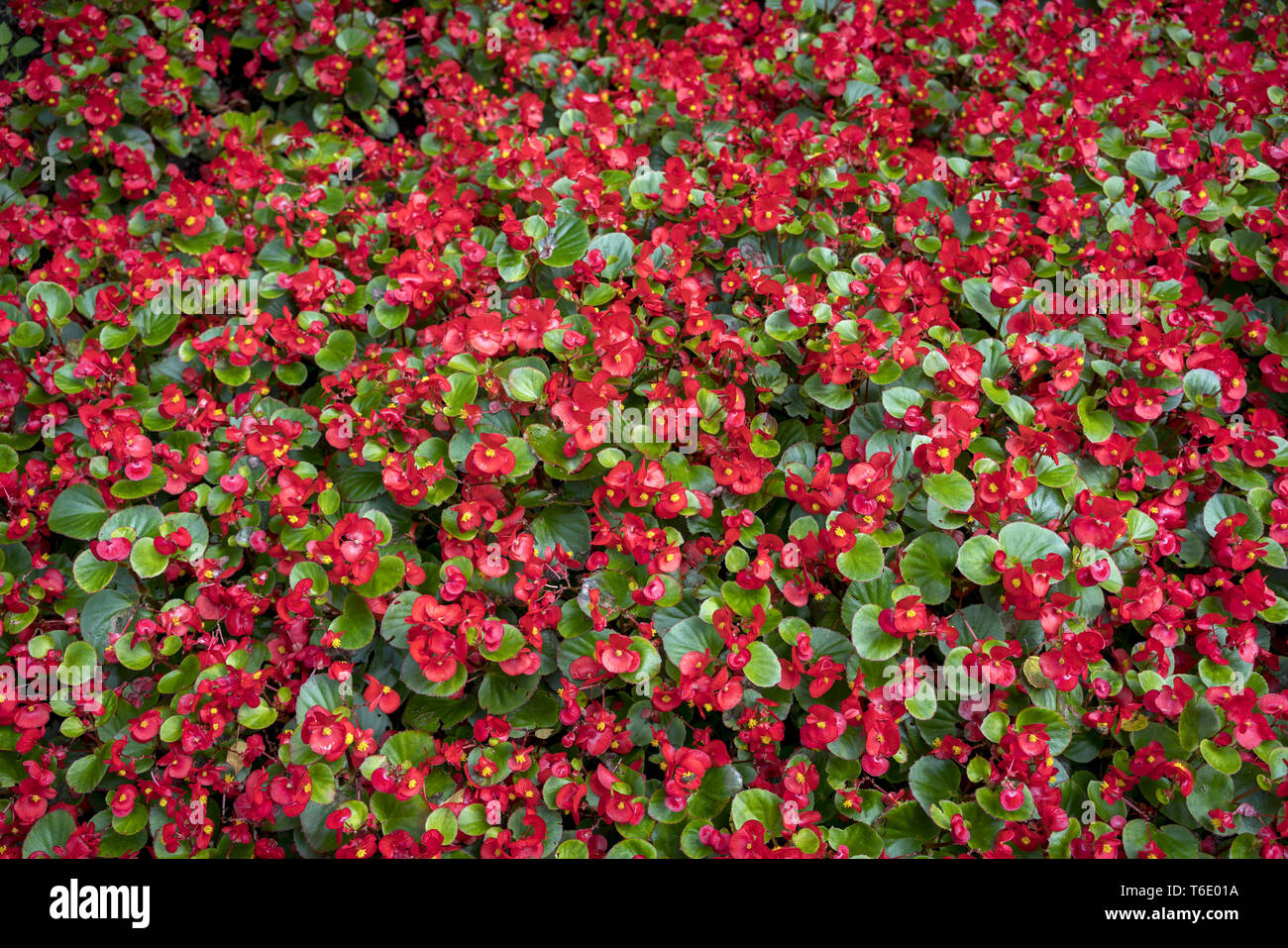 Flowers red carpet hi-res stock photography and images - Alamy