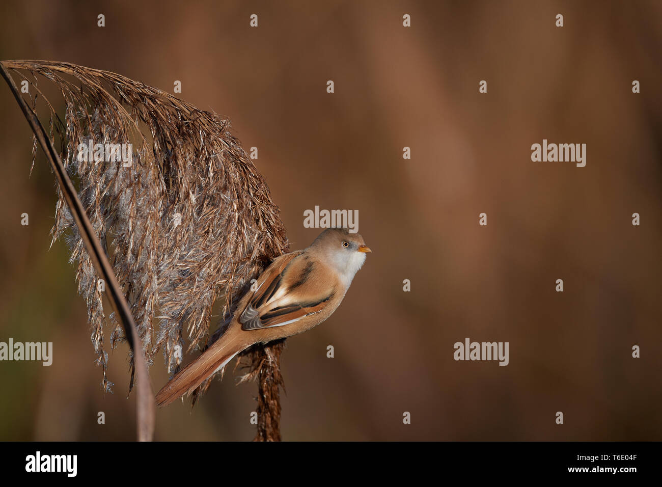 Bearded Reedling, Panurus biarmicus Stock Photo - Alamy