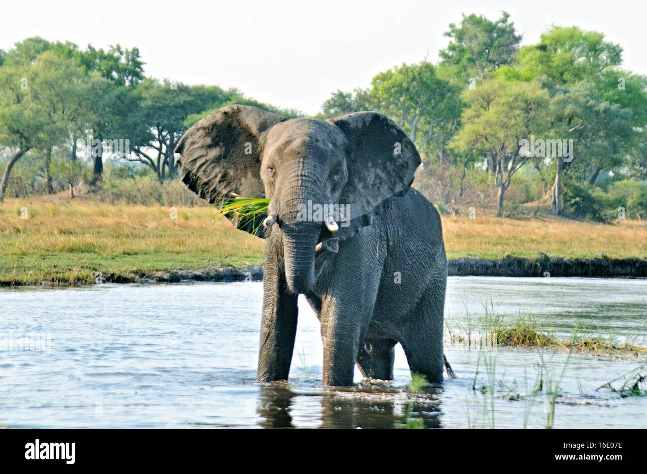 Standing and warning in the water the big elephant Stock Photo - Alamy