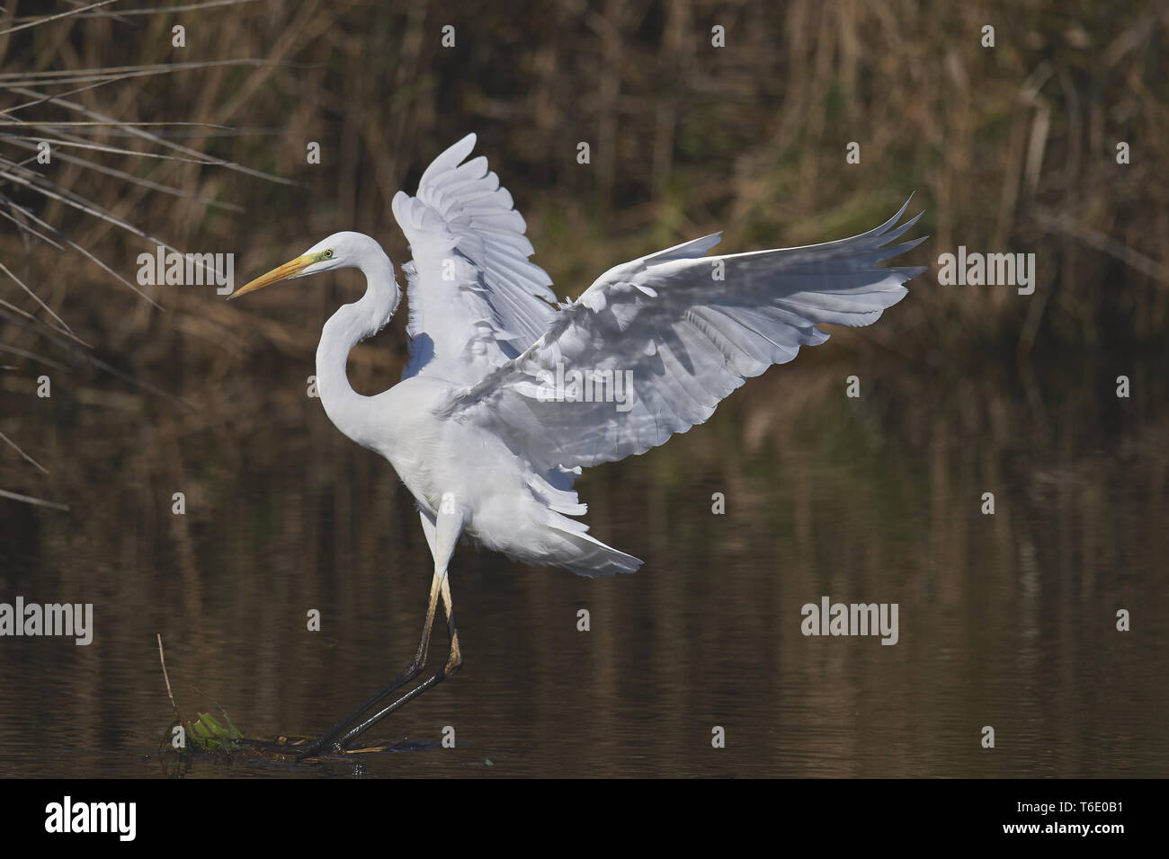 Great egret, Adrea Alba Stock Photo - Alamy