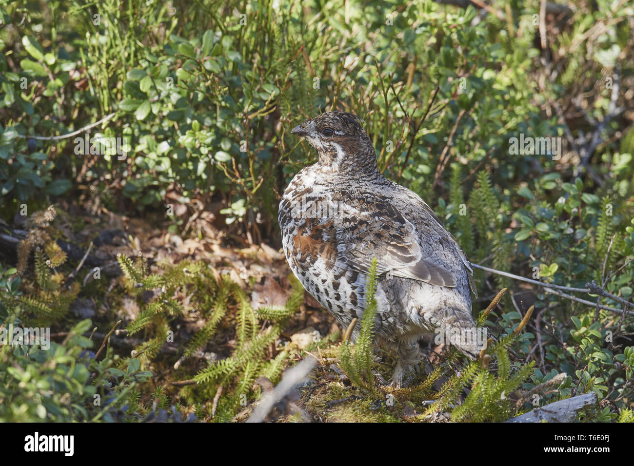 hazel grouse (Tetrastes bonasia) or hazel hen Stock Photo - Alamy