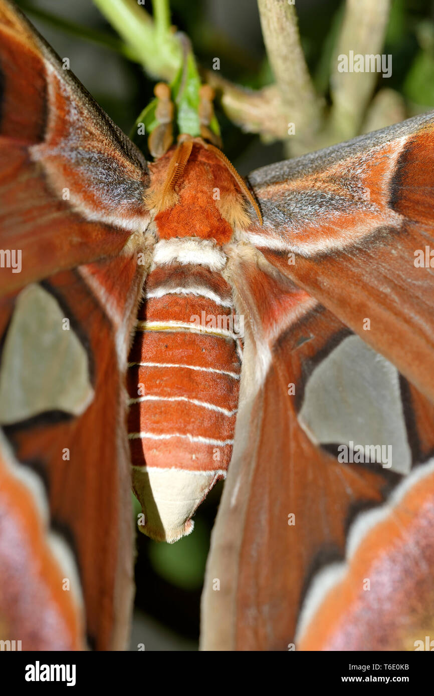 Big green moth hi-res stock photography and images - Alamy
