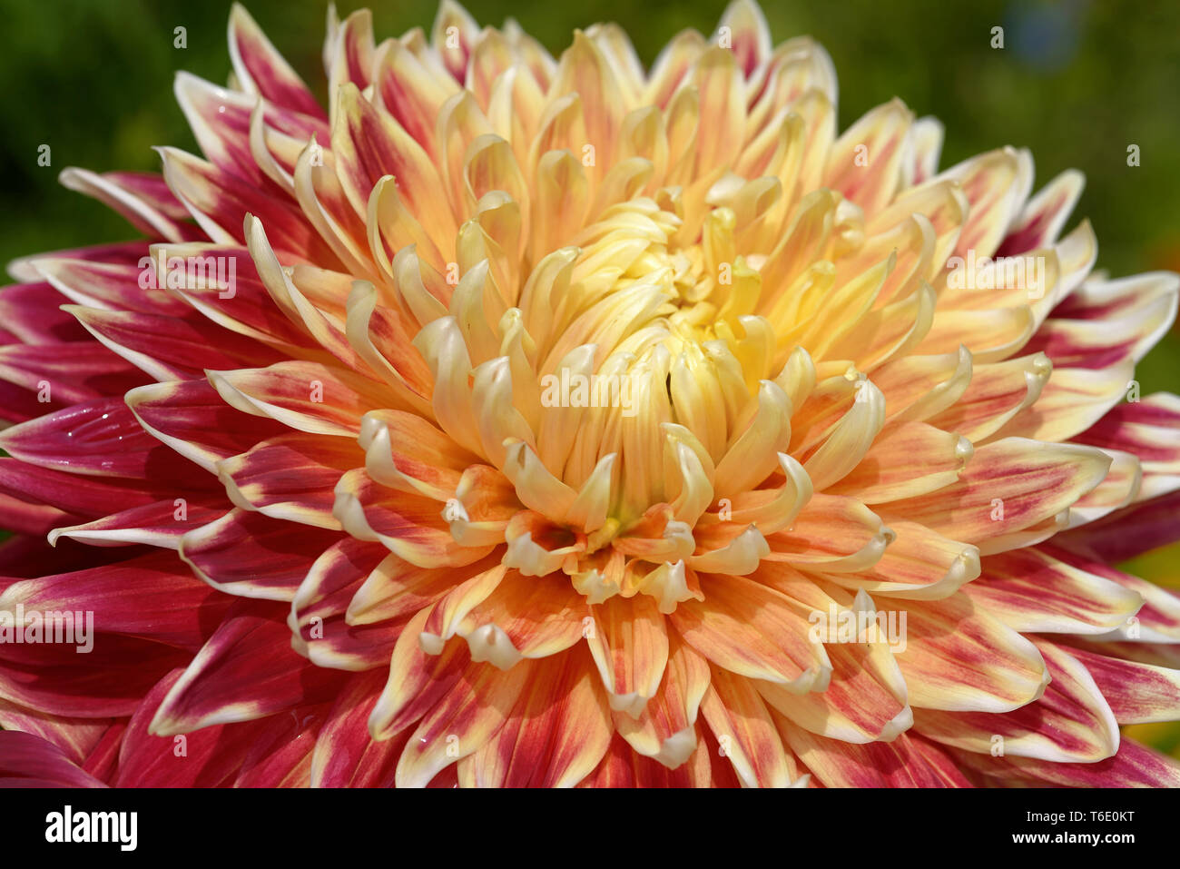 Dahlia heart hi-res stock photography and images - Alamy