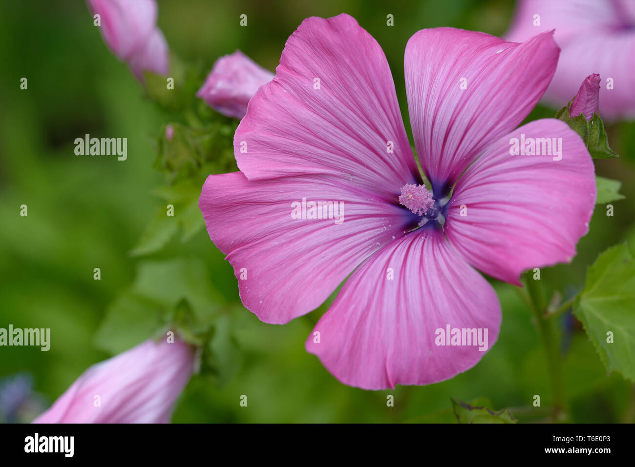 Royal mallow hi-res stock photography and images - Alamy