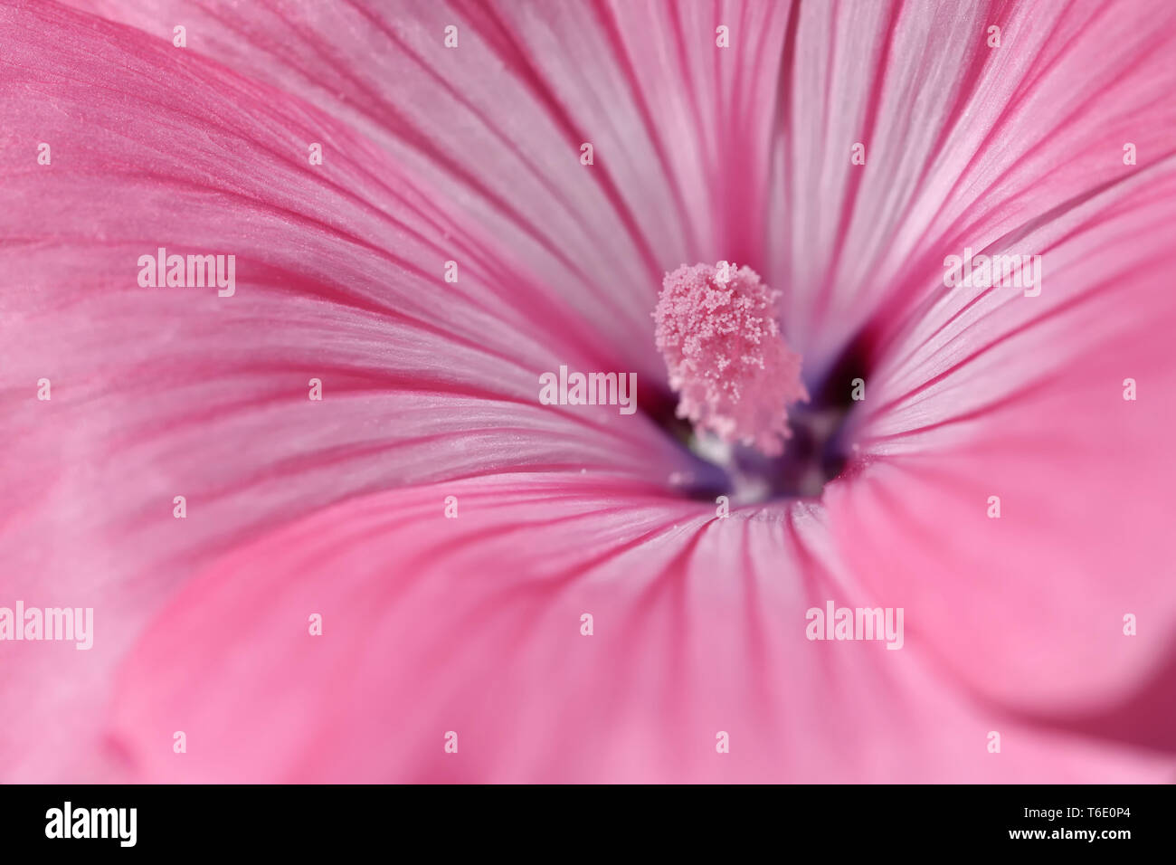 Annual Mallows Lavatera Trimestris High Resolution Stock Photography ...