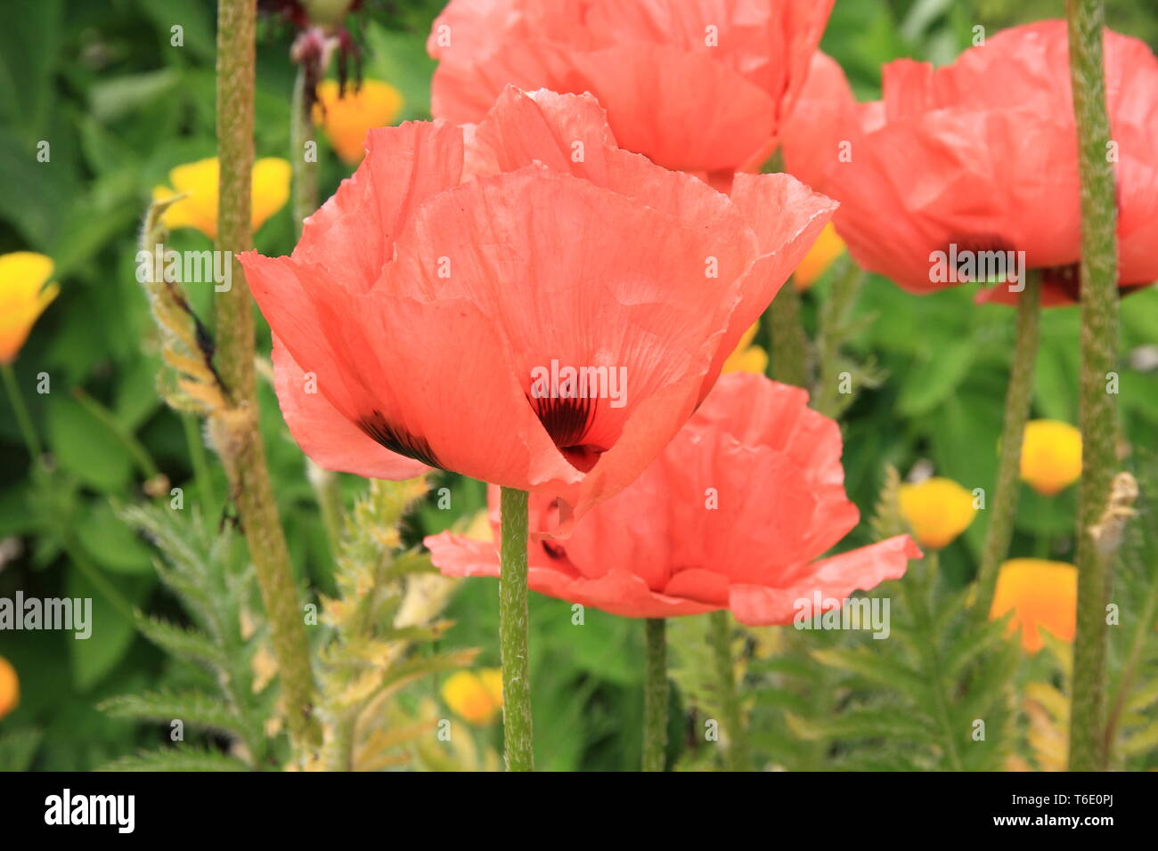 Salmon colored hi-res stock photography and images - Alamy