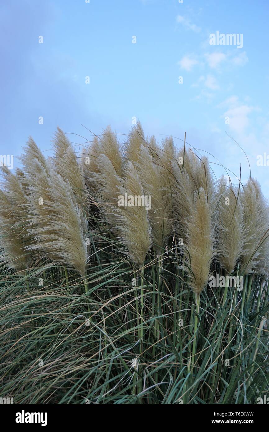 Swaying plants in the wind Stock Photo - Alamy