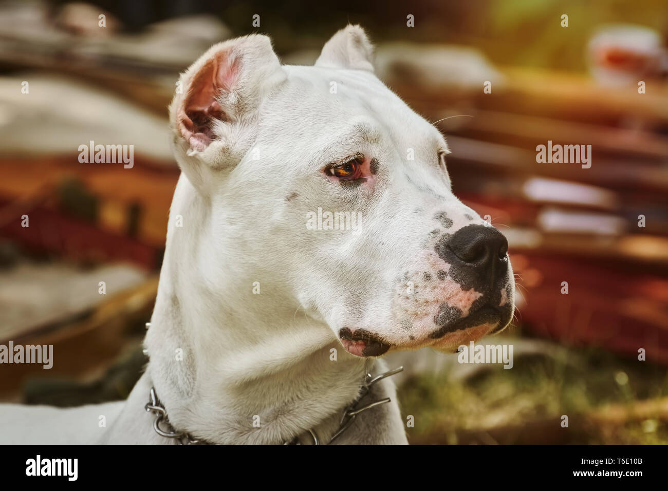 Staffordshire Terrier Cropped Ears High Resolution Stock Photography ...