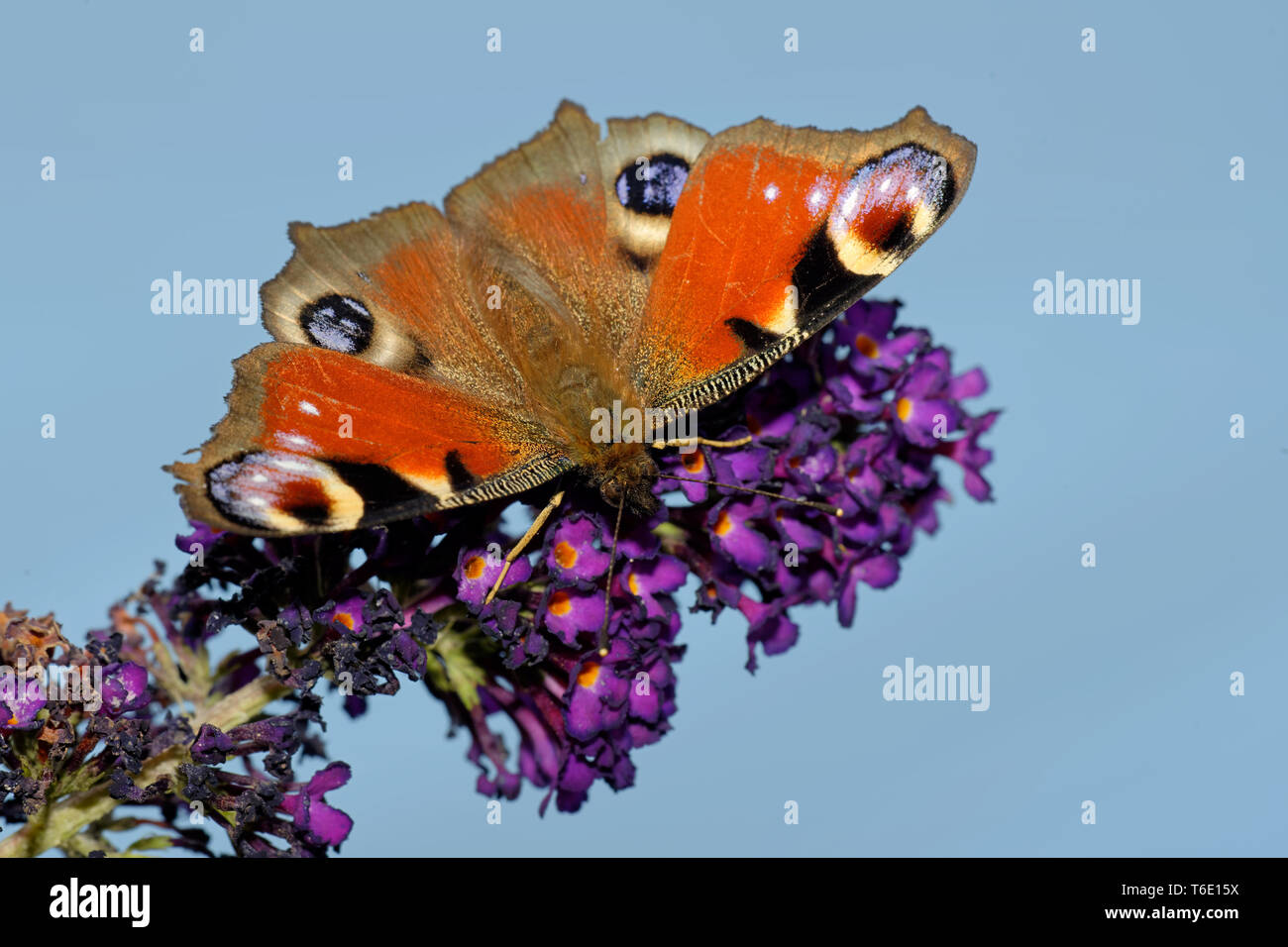 Little peacock hi-res stock photography and images - Alamy