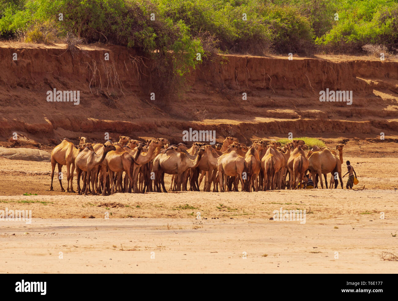 Camel Camelus dromedary herd with herders, livestock, dry riverbed ...