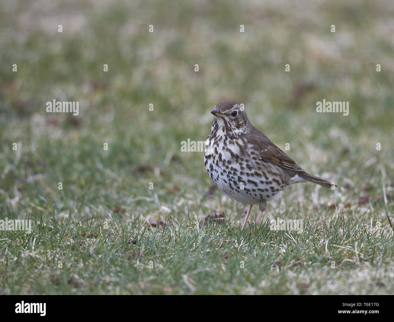 Throstle hi-res stock photography and images - Alamy