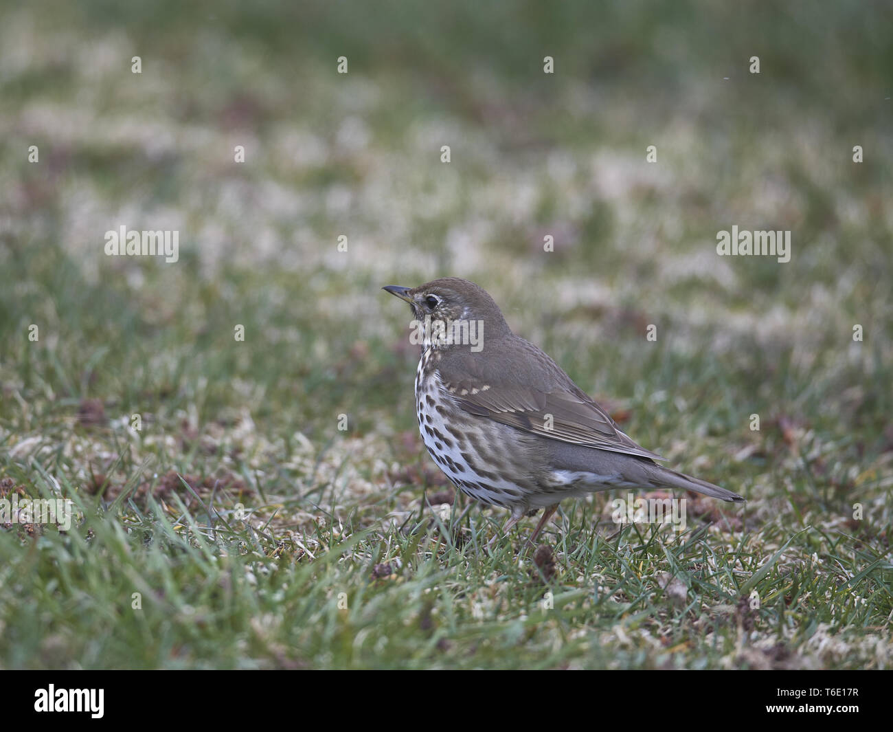Throstle hi-res stock photography and images - Alamy