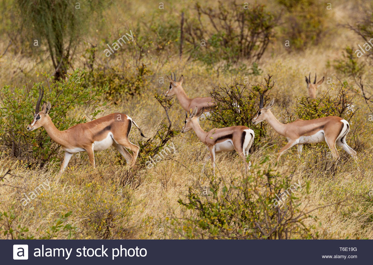 Gazelle Run Stock Photos & Gazelle Run Stock Images - Alamy