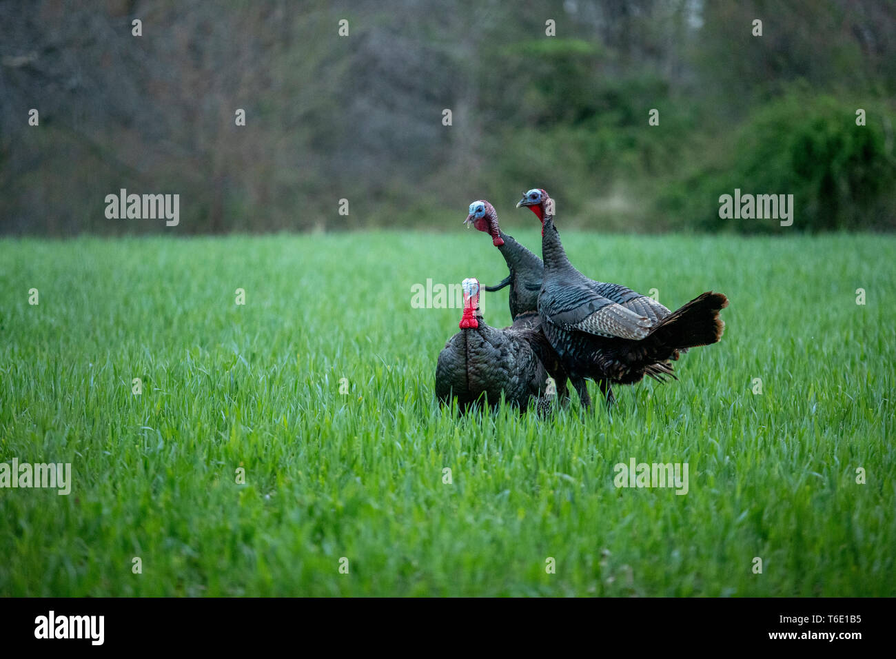 Jake turkeys fight decoys Stock Photo - Alamy