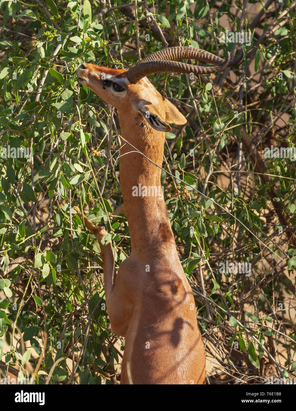 Gerenuk eat hi-res stock photography and images - Alamy