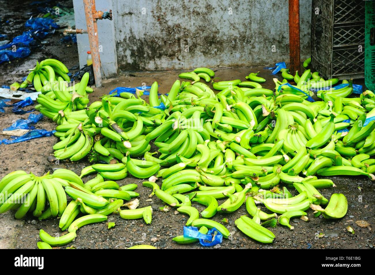 Ecuador banana harvesting hi-res stock photography and images - Alamy