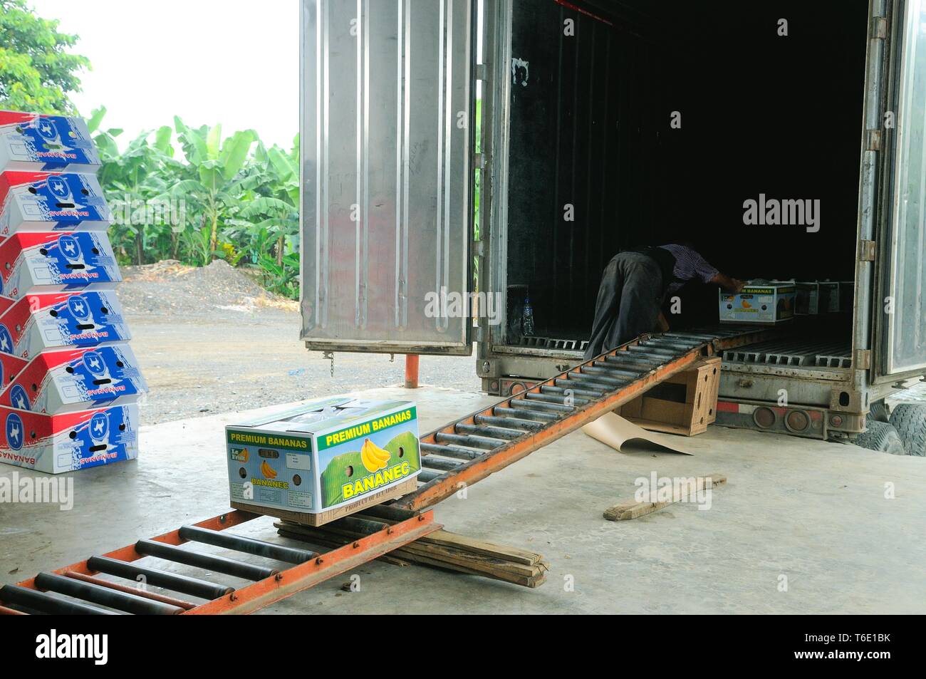 Bananas processing hi-res stock photography and images - Alamy