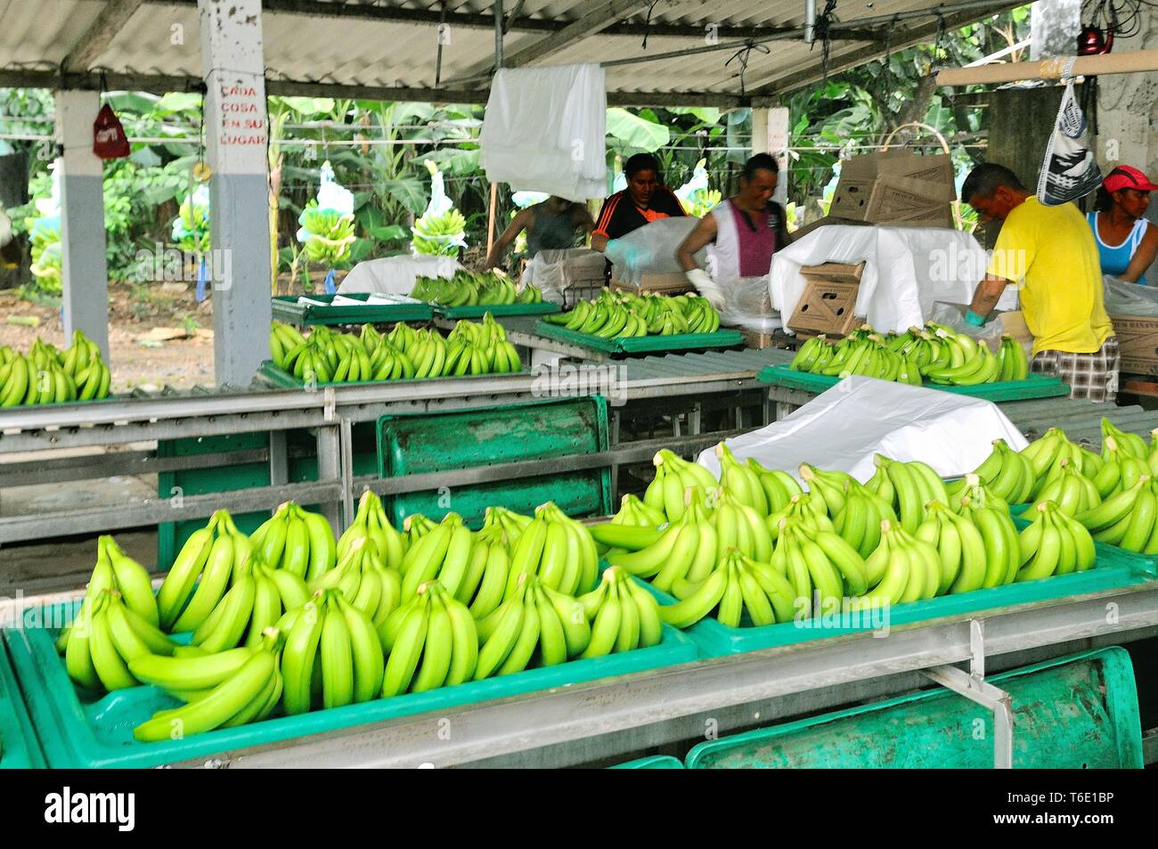 Preparation of bananas for shipment Stock Photo - Alamy